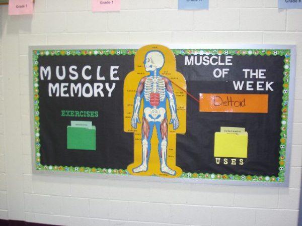 21 Fun & Fascinating Science Bulletin Board Ideas For Your Classroom ...