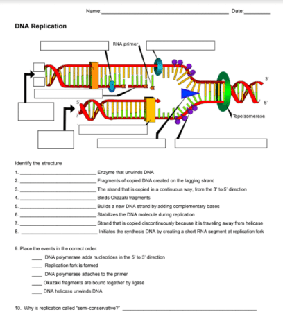Unravelling the Mystery of DNA With The Best 10 DNA Replication ...