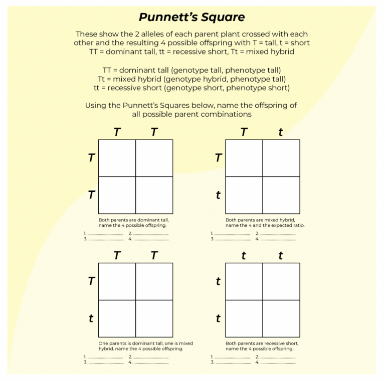 9 Hands-On Worksheet Punnett Square Worksheet - The Teach Simple Blog