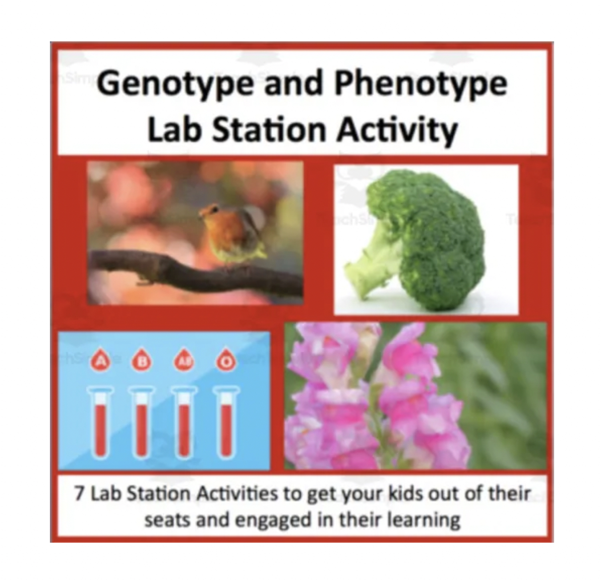 9 Hands-On Worksheet Punnett Square Worksheet - The Teach Simple Blog