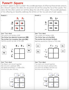 9 Hands-On Worksheet Punnett Square Worksheet - The Teach Simple Blog