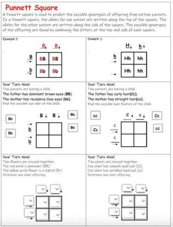 9 Hands-On Worksheet Punnett Square Worksheet - The Teach Simple Blog