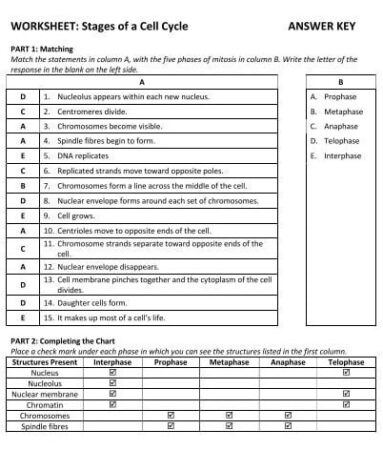 10 In-Depth Worksheet For Understanding The Cell Cycle - The Teach ...