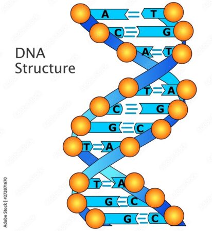 Teach DNA With These Top Transcription And Translation Worksheet - The ...