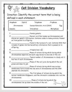 10 In-Depth Worksheet For Understanding The Cell Cycle - The Teach ...