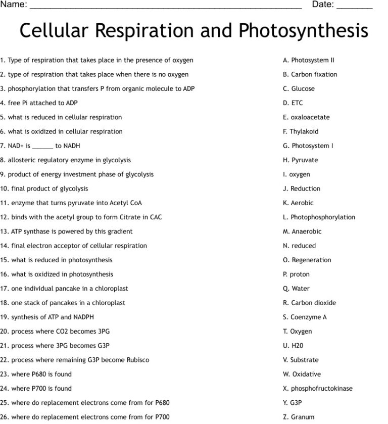 9 Best Worksheets For Exploring The Wonders Of Photosynthesis - The ...