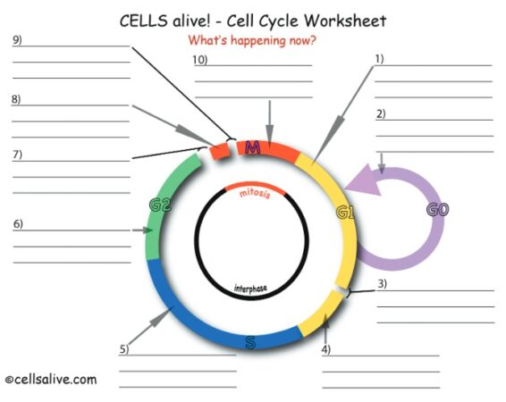 10 In-Depth Worksheet For Understanding The Cell Cycle - The Teach ...