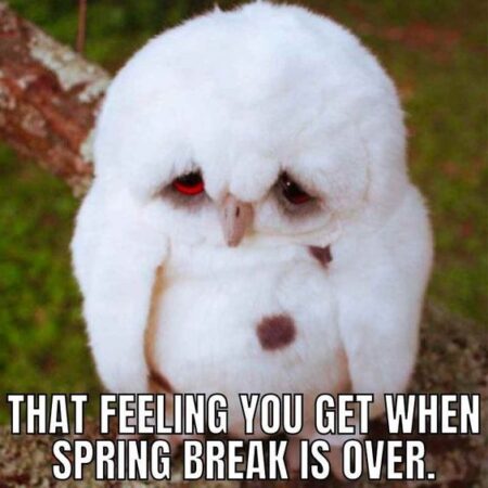 35 Teachers on Spring Break Memes To Brighten Up Your Day
