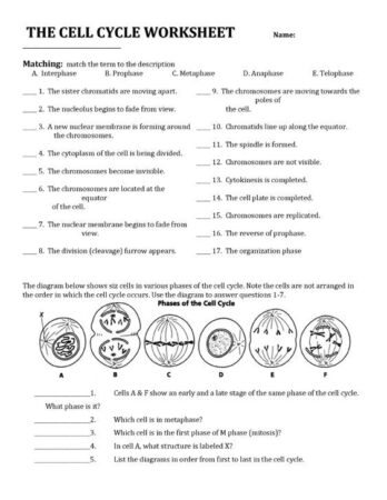 10 In-Depth Worksheet For Understanding The Cell Cycle - The Teach ...