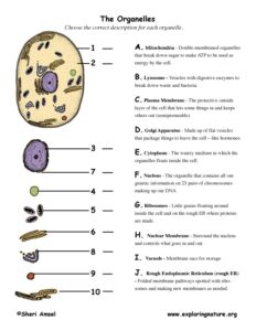 Teaching Biology Concepts: 10 In-Depth Cell Organelles Worksheet - The ...