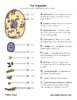 Teaching Biology Concepts: 10 In-Depth Cell Organelles Worksheet - The ...
