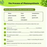 9 Best Worksheets For Exploring The Wonders Of Photosynthesis - The ...